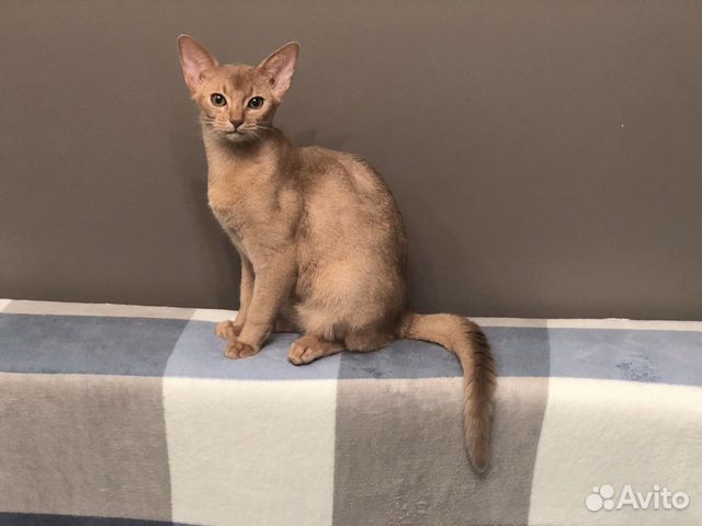 Абиссинский котёнок (кот -Fawn)