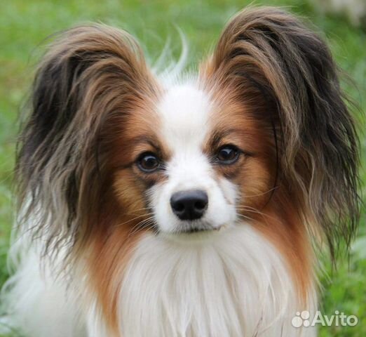 Высокопороднные щенки папийона