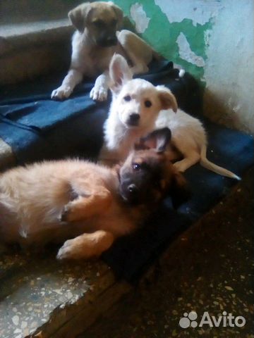 Лайка с дворняжкой смесь