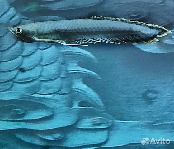 Азиатская черная арована