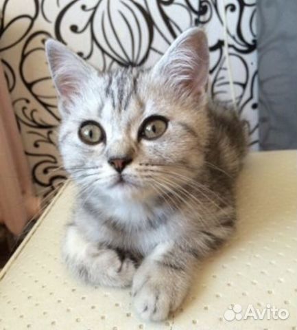 Чистокровная шотландочка