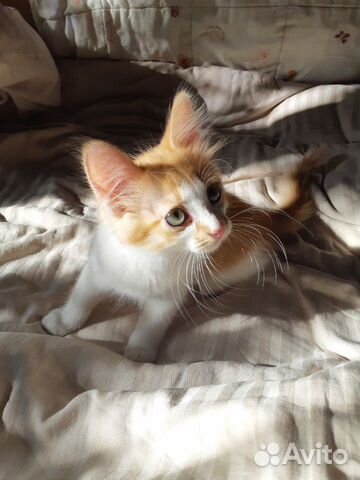 Котёнок