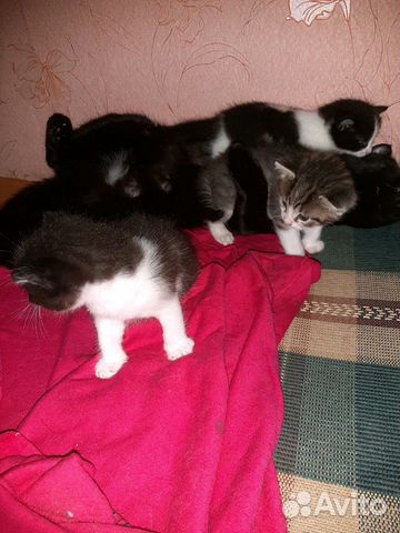 Котята в добрые руки