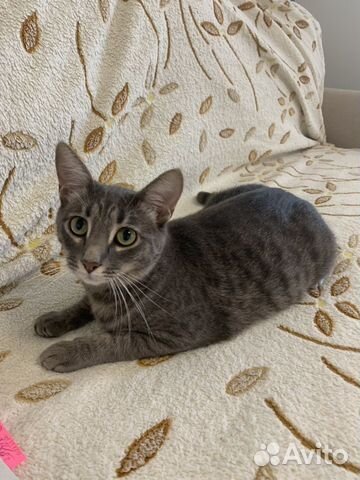Кошка миниатюрная
