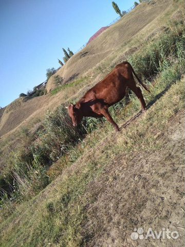 Телки и быки