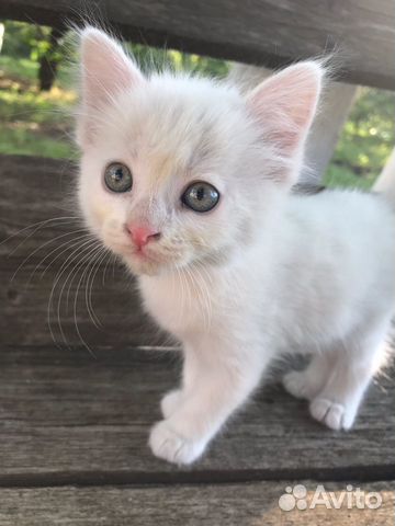 4 милых котенка
