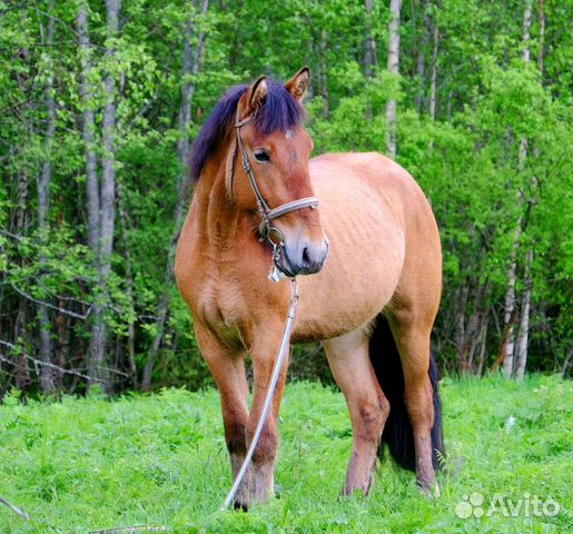 Кобыла белорусская упряжная