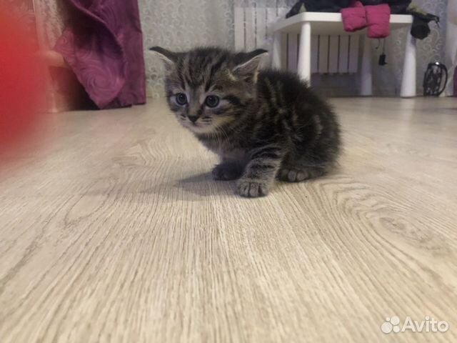 Британские котятки