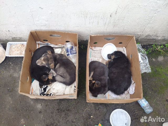 Бедные щенки