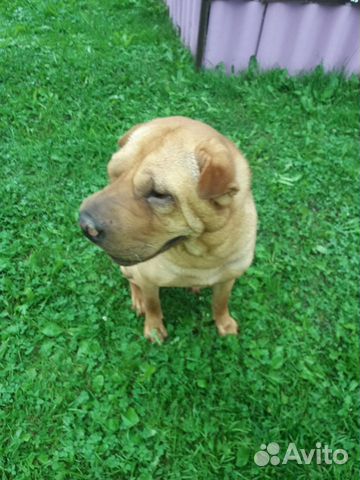 Отдам собаку