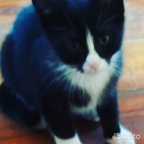 Котик ищет дом