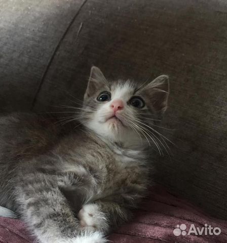 Предлагаем котенка, мальчик в хорошие руки