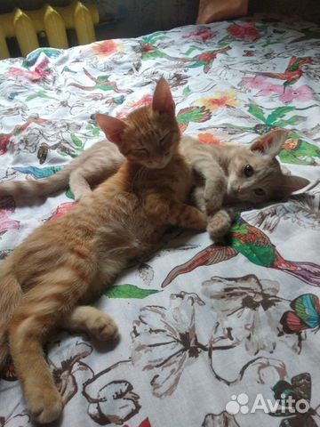 Домашние котята