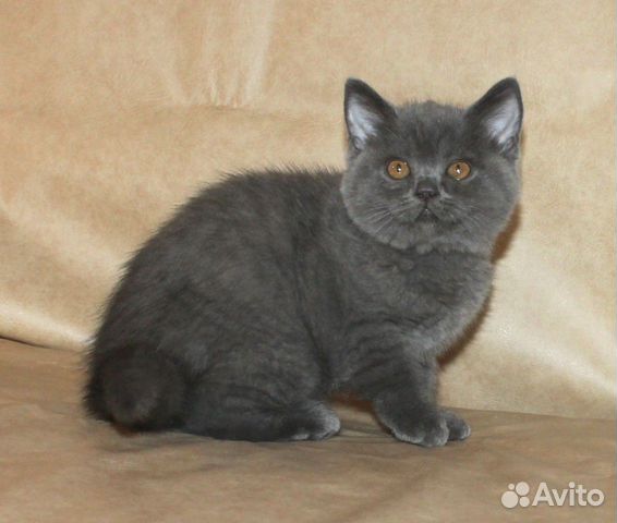 Голубые котики и кошечки из питомника