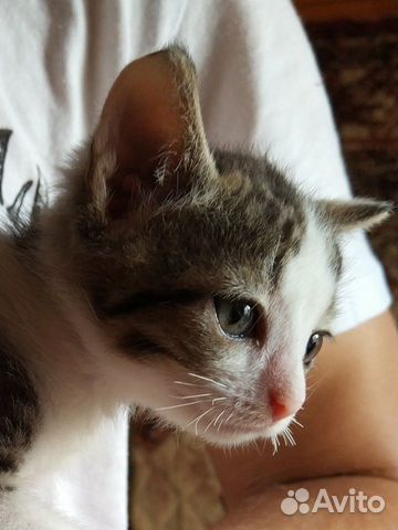 Котенок, 03.07.19, дев
