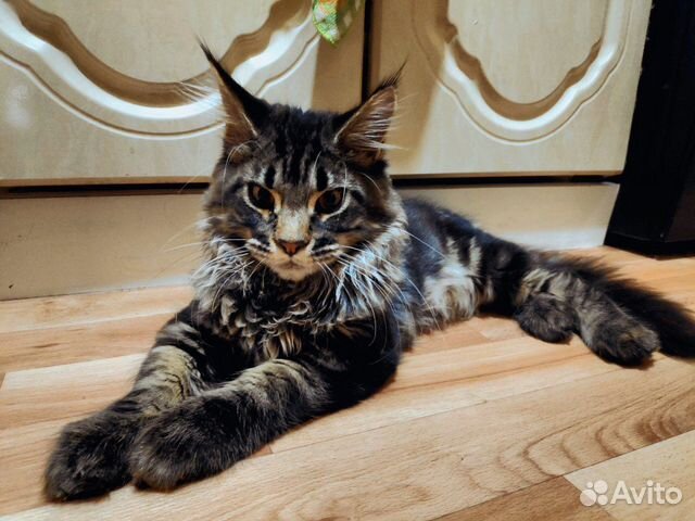 Маленькая рысь