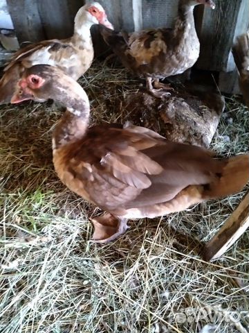 Индоутки семья