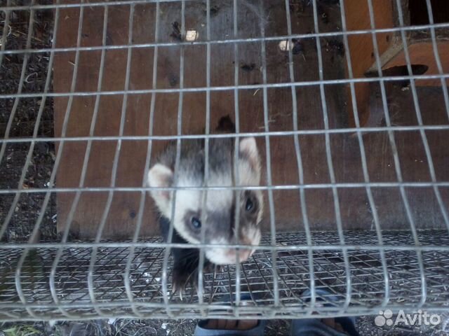 Продаётся хорёк