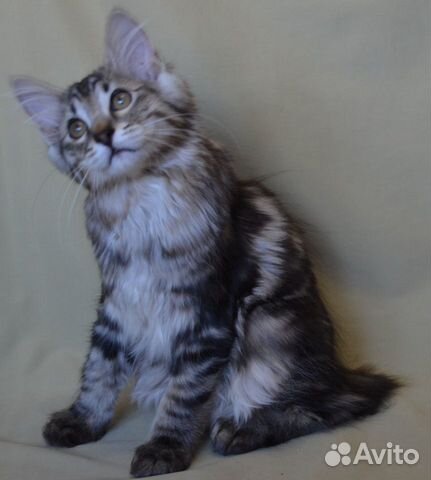 Котята курильского бобтейла