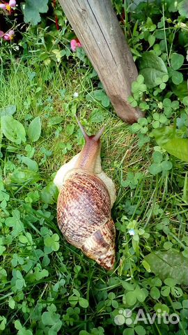 Улитка ахатина (ретикулят)