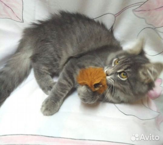 Пушистая Сильвия - серебристая девочка 3 мес в дар