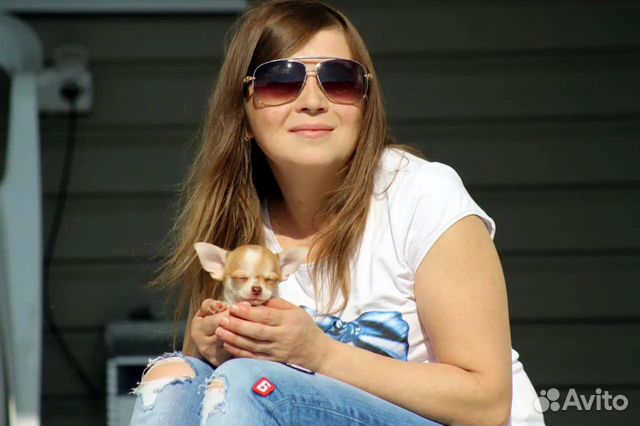 Мини мальчик чихуахуа 2 мес