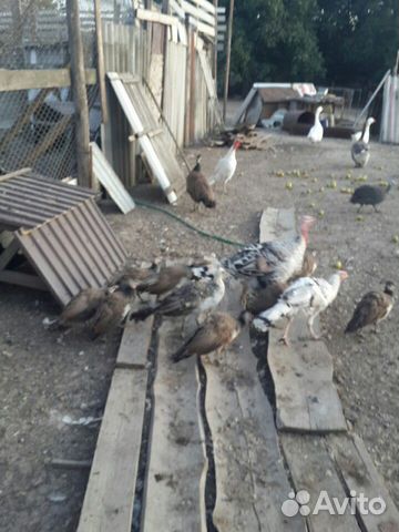 Продам молодых цесарки дикие утаки павлинят гусей
