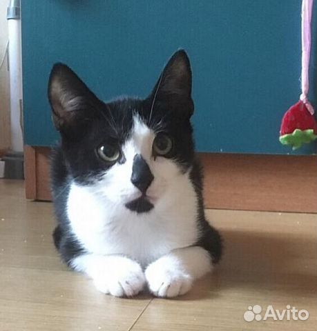 Котёнок Гуччи в добрую семью