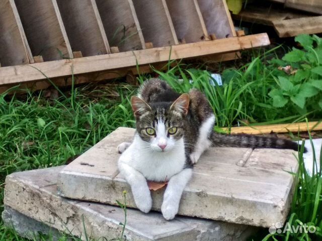 Молодая кошечка Муся ищет домик