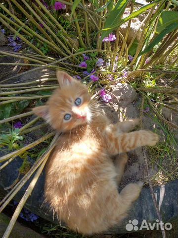 Котята