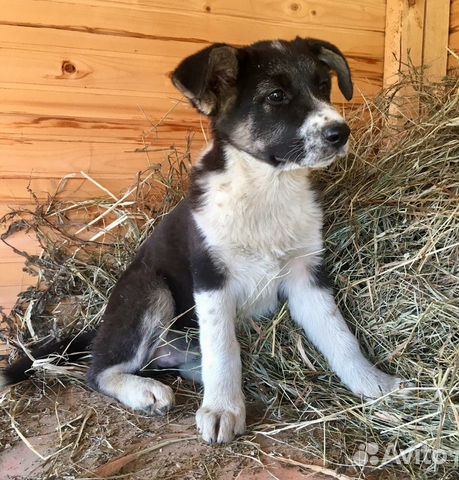 Щенок (девочка, 2.5 месяца) в добрые руки