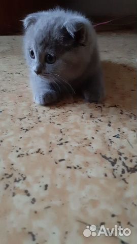 Милый ричард ищет свой дом