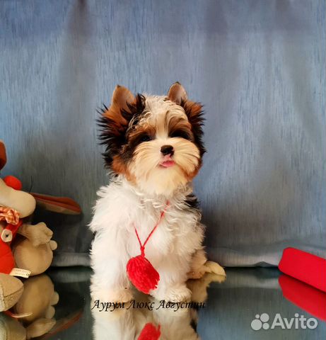 Самый красивый мальчик Кнопик