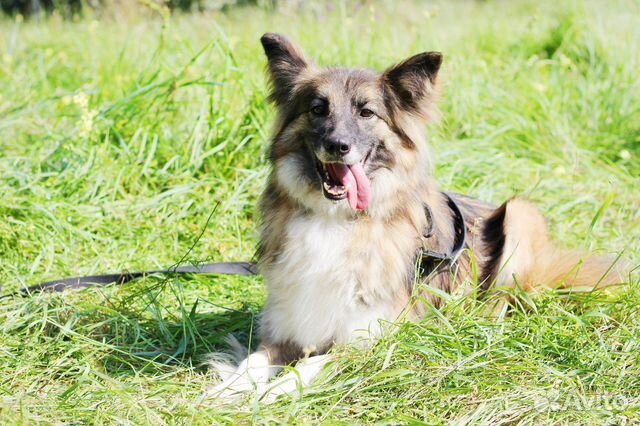 Метис колли Бьянка в добрые руки