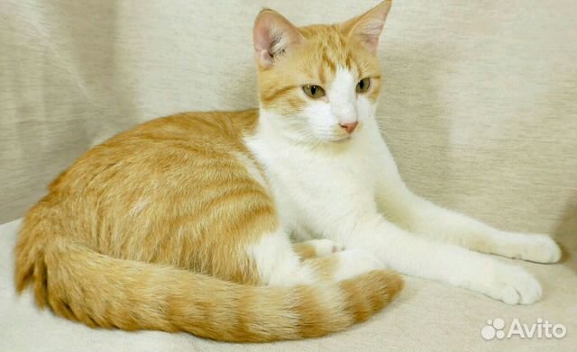 Котик