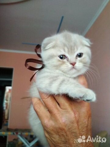 Шотлашка-очаровашка