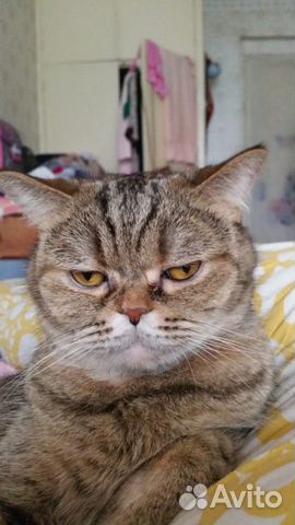Британская кошка
