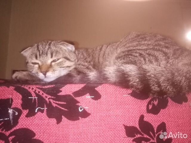 Вислоухая шотландочка