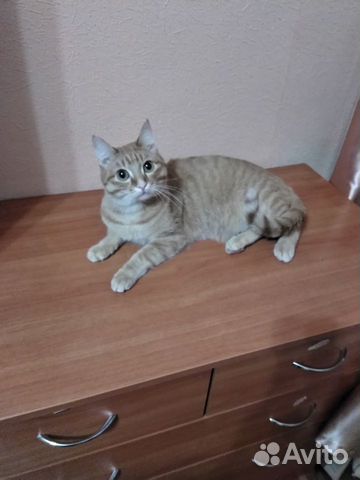 Замечательный котик