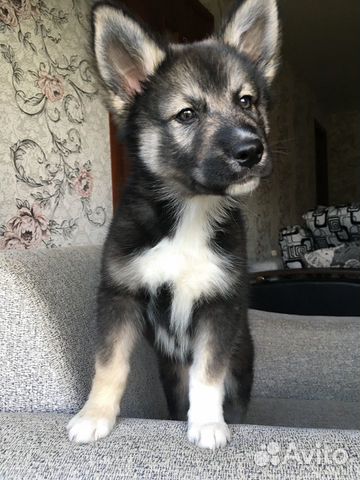 Щенок двухмесячный хаски (мать) лайка (батя)