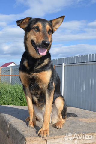 Собаку шикарную красавицу Айну в дар