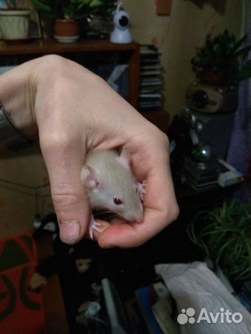 Крысята декоративные