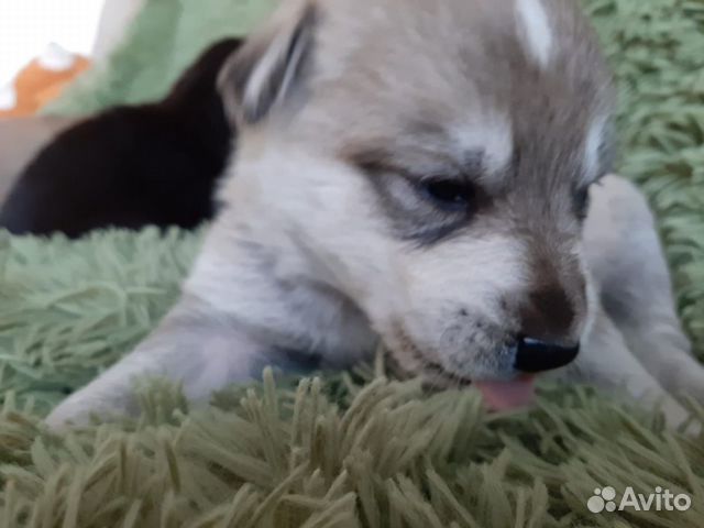 Отдам щенков. Мать тибетский мастиф с лайкой, очен