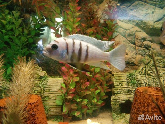 Цихлиды о.малави