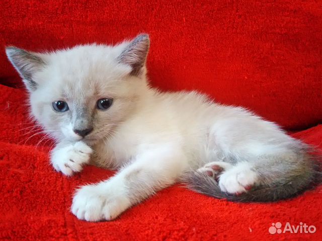 Мама сиамка,мальчик,2 месяца