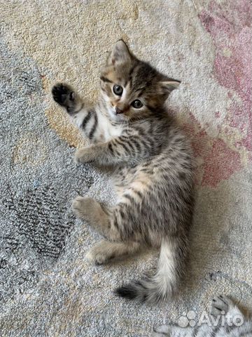 Котенок в добрые руки