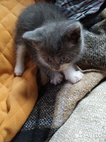 Котята