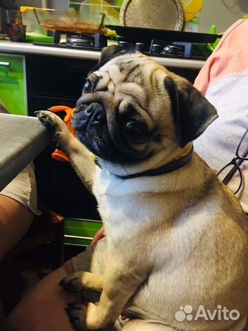 Ищем мальчика для случки