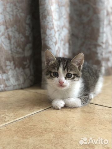 Котёнок мальчик