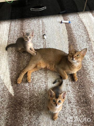 Абиссинские котята